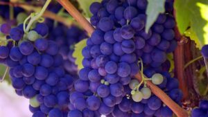 Merlot: tudo sobre uma das uvas mais populares - Vinho Sem Segredo