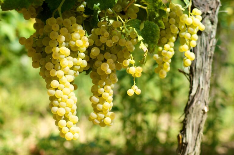 Trebbiano: tudo sobre a uva versátil dos vinhos brancos - Vinho Sem Segredo